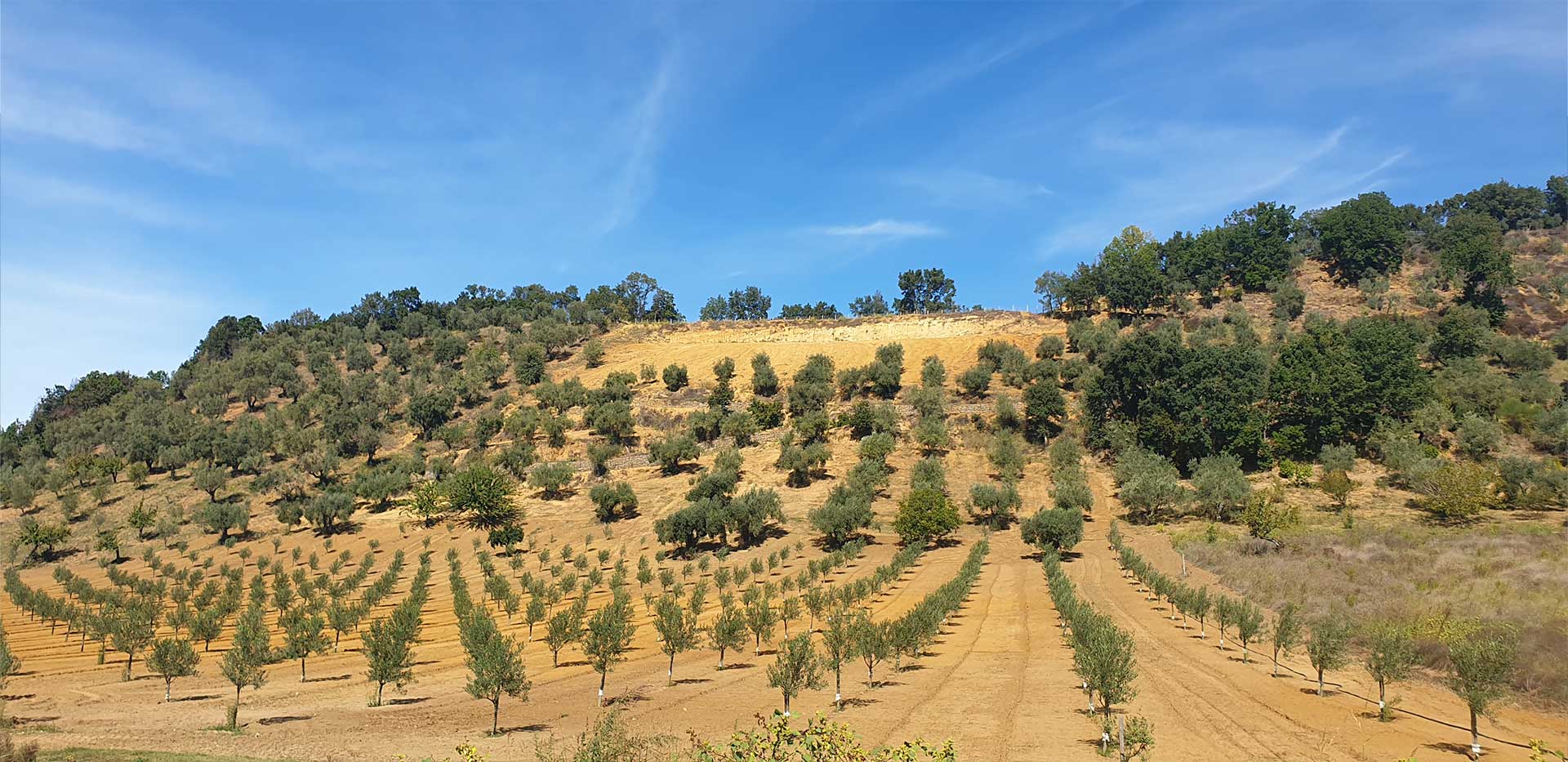 Azienda Agricola Denisi – Prodotti come natura comanda.